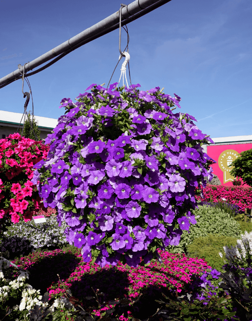 SURFINIA® Blue Ocean | The No.1 Petunia brand, colors your city