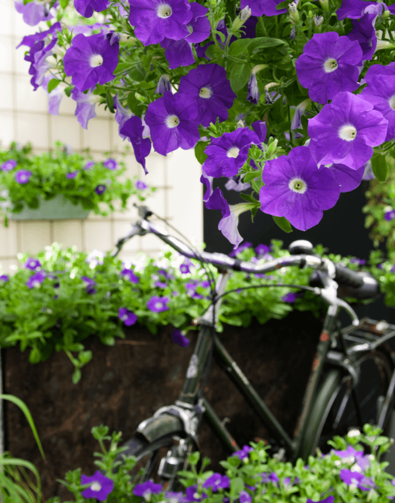 SURFINIA® Blue Ocean | The No.1 Petunia brand, colors your city