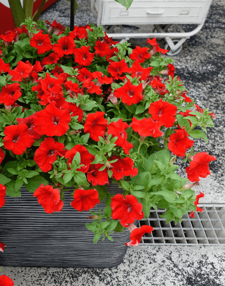 SURFINIA® Early Trailing Red | The No.1 Petunia brand, colors your city
