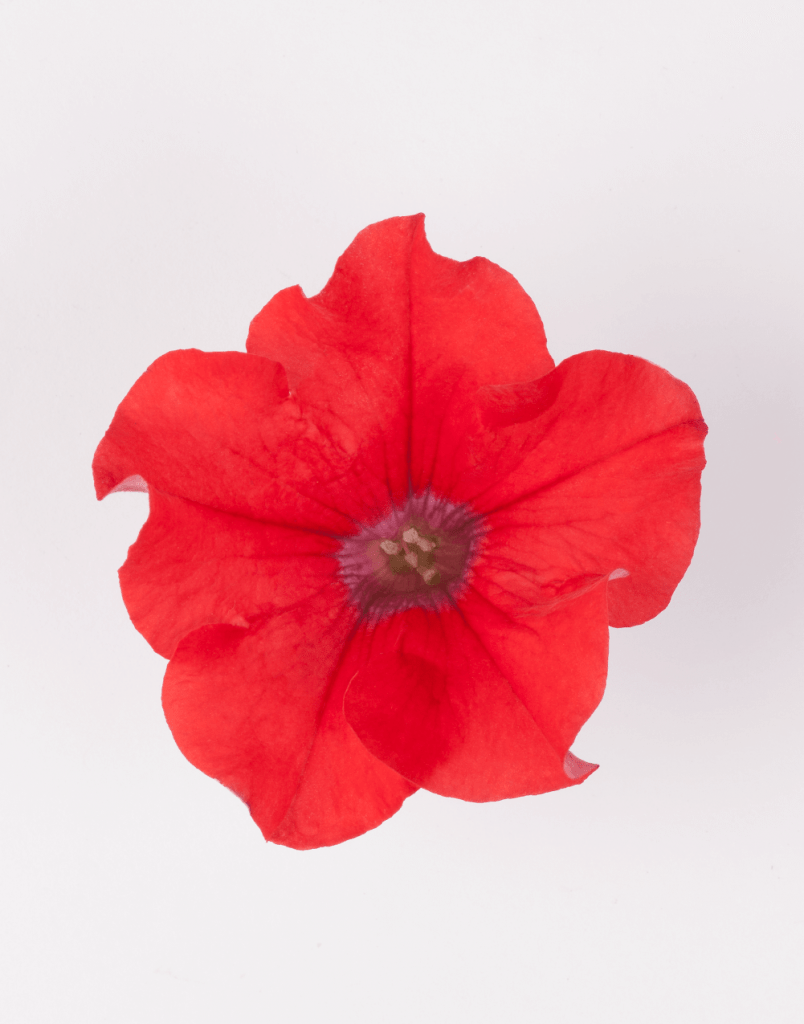 SURFINIA® Early Trailing Red | The No.1 Petunia brand, colors your city