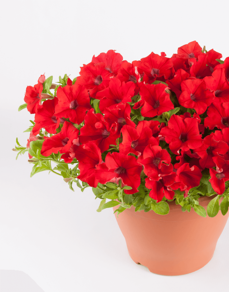 SURFINIA® Early Trailing Red | The No.1 Petunia brand, colors your city