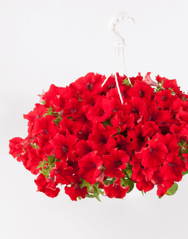 SURFINIA® Early Trailing Red | The No.1 Petunia brand, colors your city