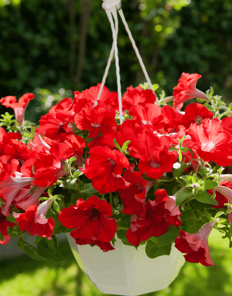 SURFINIA® Early Trailing Red | The No.1 Petunia brand, colors your city