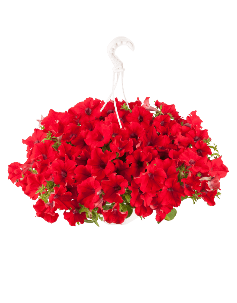 SURFINIA® Early Trailing Red | The No.1 Petunia brand, colors your city