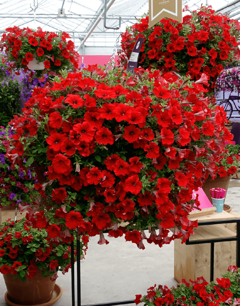 SURFINIA® Early Trailing Red | The No.1 Petunia brand, colors your city