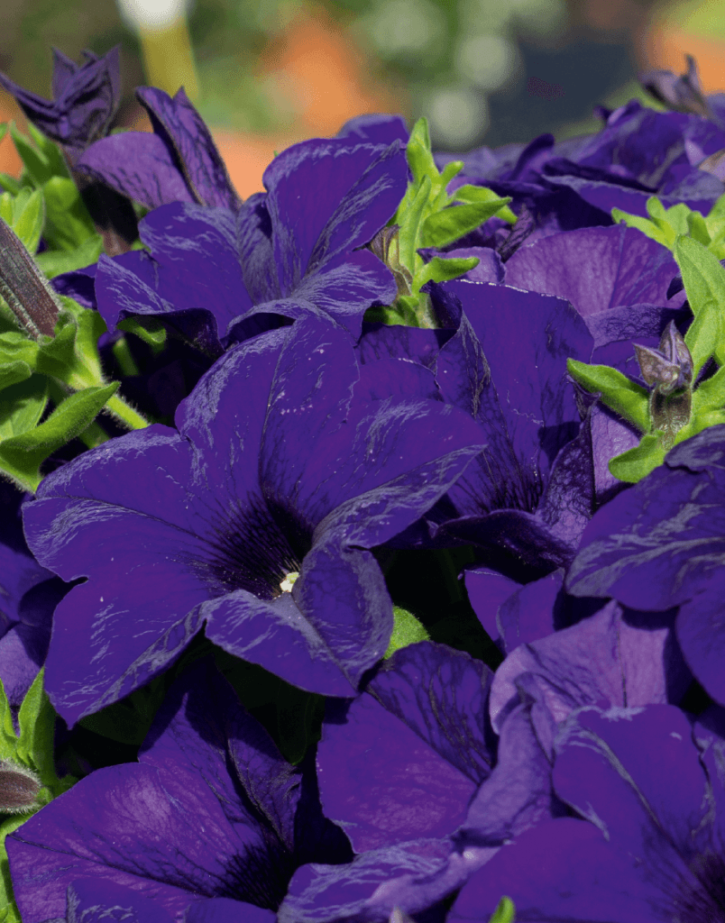 Surfinia® Trailing Violet | No.1 Original Trailing Petunia