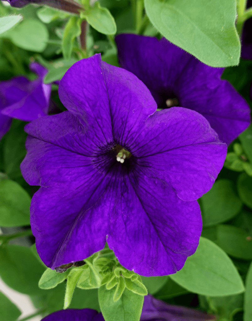 Surfinia® Trailing Violet | No.1 Original Trailing Petunia