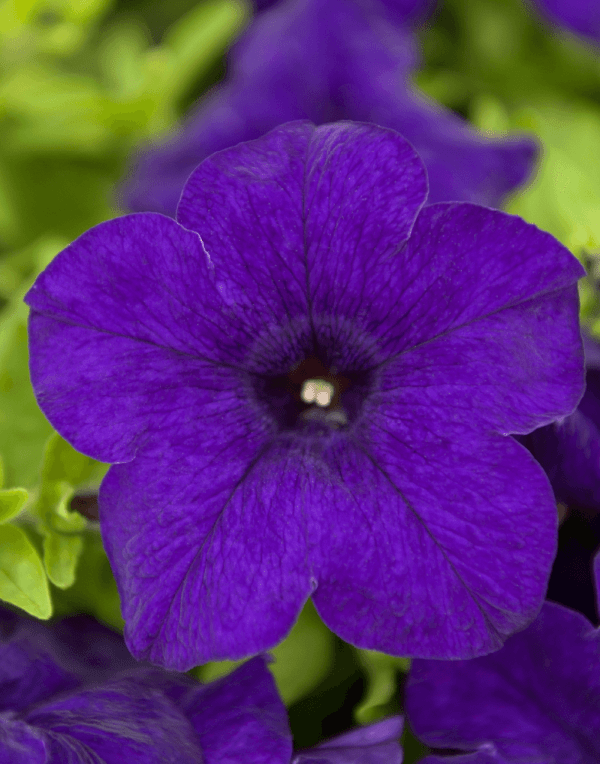 Surfinia® Trailing Violet | No.1 Original Trailing Petunia
