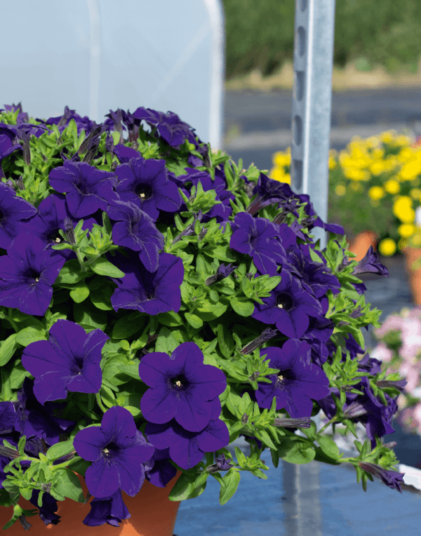 Surfinia® Trailing Violet | No.1 Original Trailing Petunia