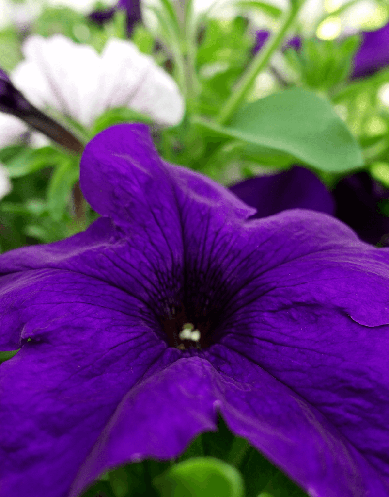 Surfinia® Trailing Violet | No.1 Original Trailing Petunia