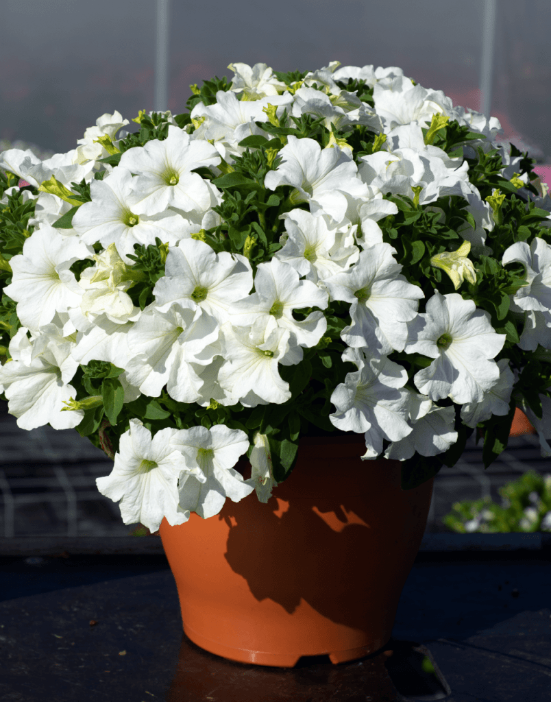 Surfinia® White Morn | No.1 Original Trailing Petunia