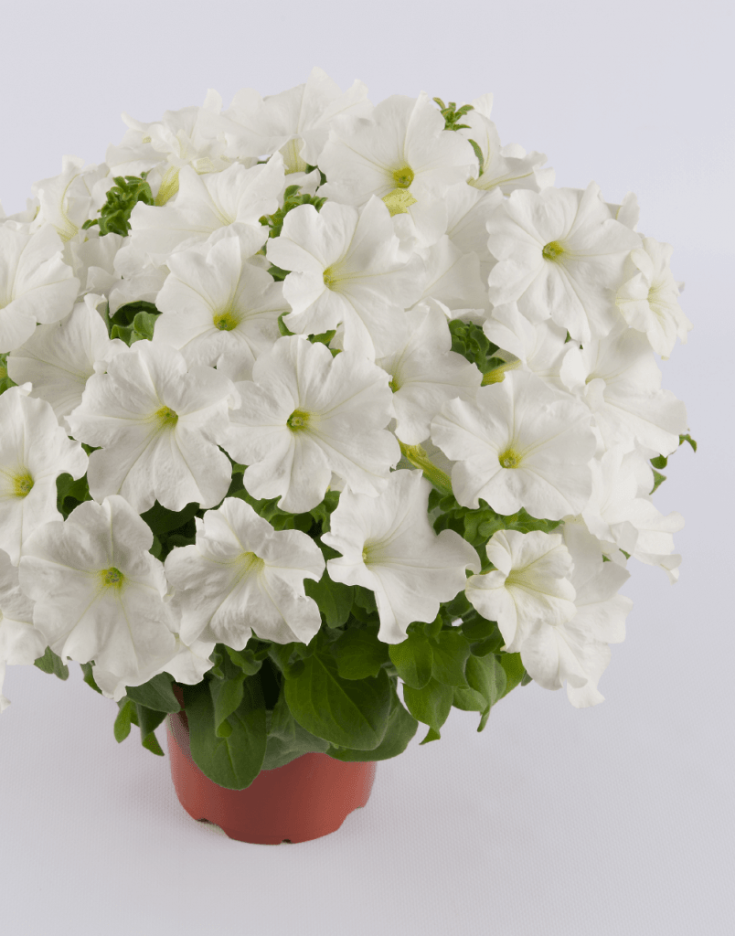 Surfinia® White Morn | No.1 Original Trailing Petunia
