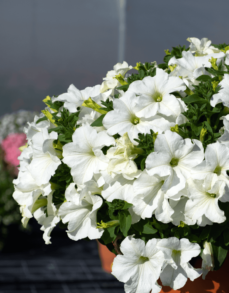 Surfinia® White Morn | No.1 Original Trailing Petunia