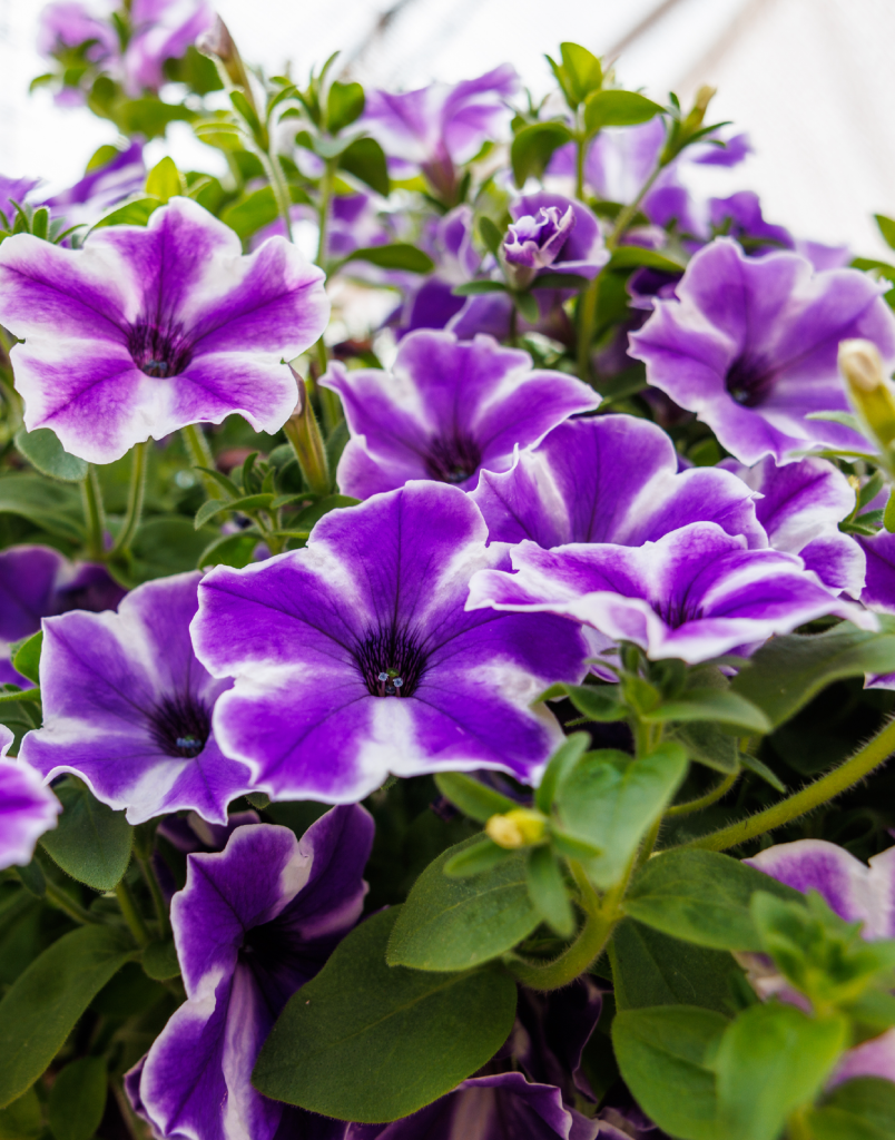 Surfinia® Trailing Lagoon Blue Star | No.1 Original Trailing Petunia