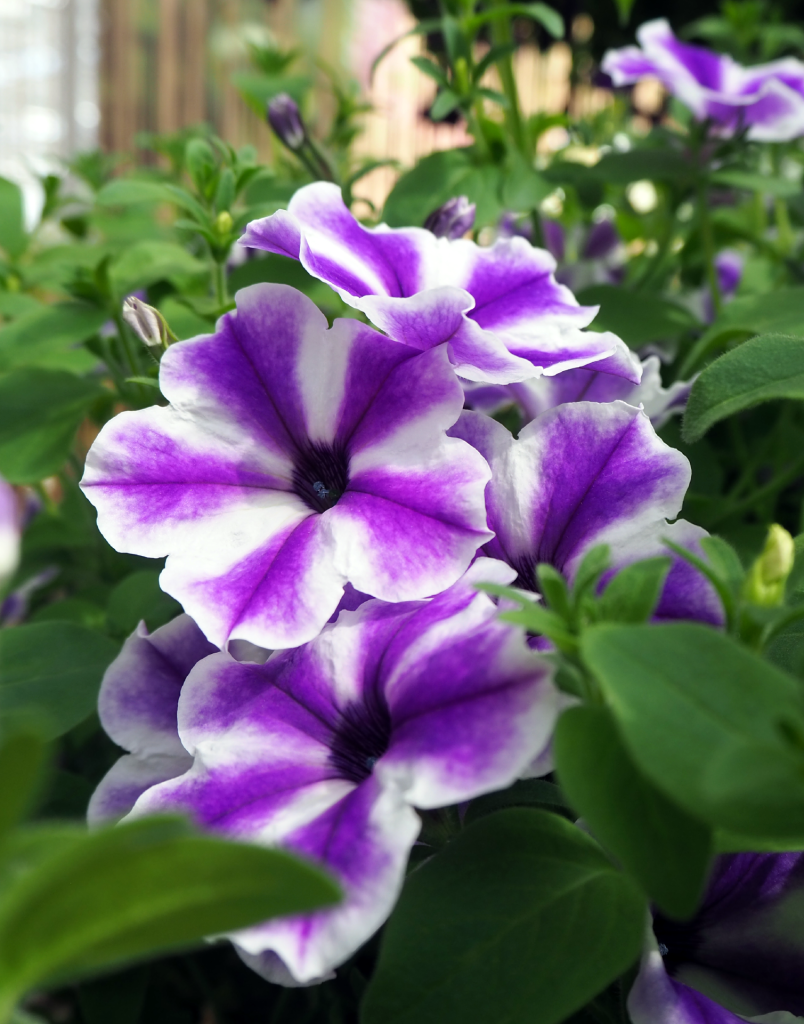 Surfinia® Trailing Lagoon Blue Star | No.1 Original Trailing Petunia