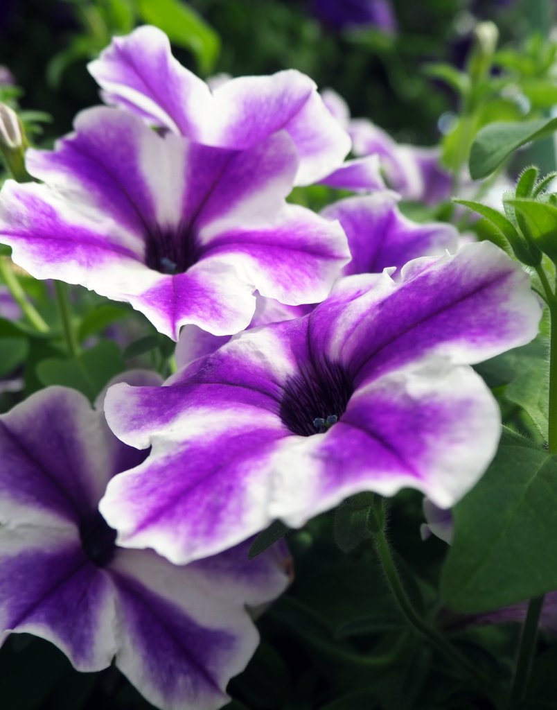 Surfinia® Trailing Lagoon Blue Star | No.1 Original Trailing Petunia