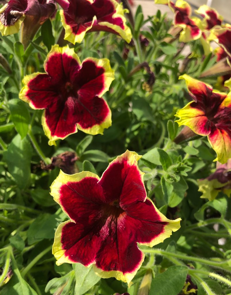 SURFINIA® Trailing Big Red | No.1 Original Trailing Petunia