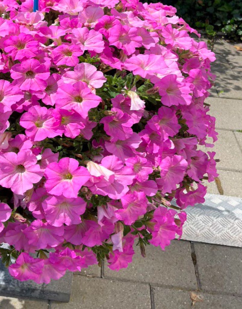Surfinia® Trailing Big Pink | No.1 Original Trailing Petunia
