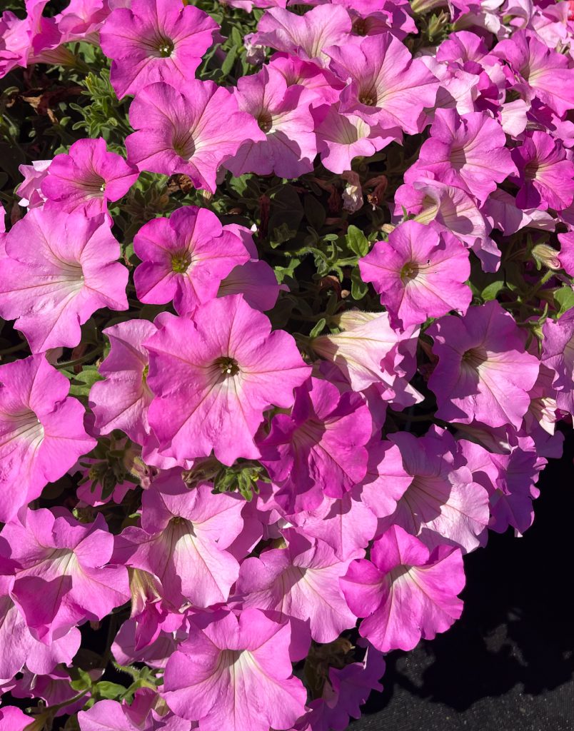 Surfinia® Trailing Big Pink | No.1 Original Trailing Petunia