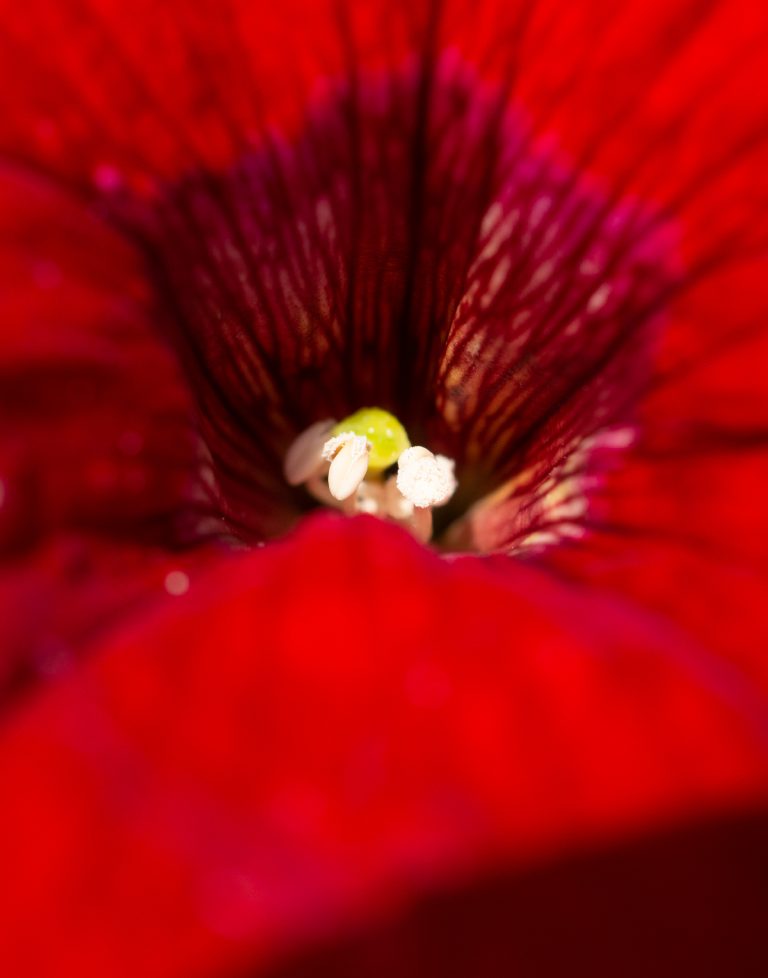 SURFINIA® Deep Red | The No.1 Petunia brand, colors your city