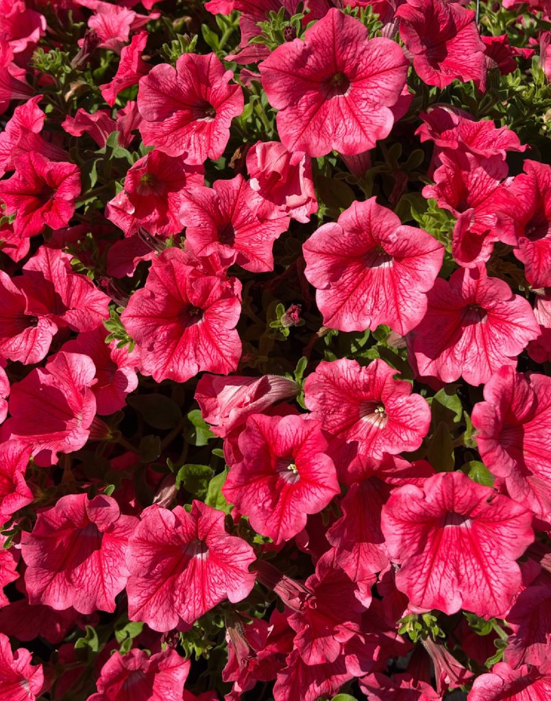 Surfinia® Trailing Hot Pink Cherry | No.1 Original Trailing Petunia