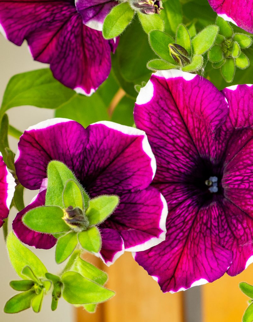 Surfinia® Trailing Hot Pink Cherry | No.1 Original Trailing Petunia