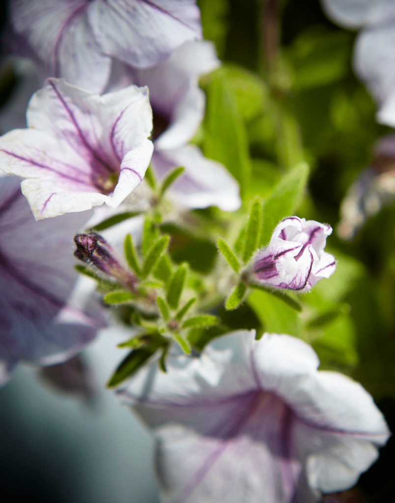 SURFINIA® Trailing Blue Vein | The No.1 Petunia brand