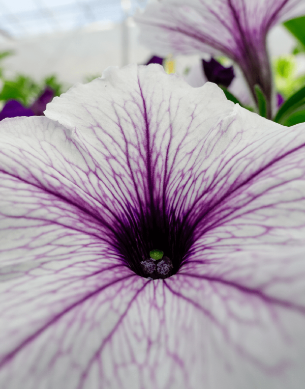 SURFINIA® Trailing Blue Vein | The No.1 Petunia brand