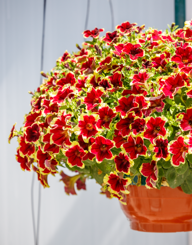 SURFINIA® Burgundy Yellow Picotee | No.1 Original Trailing Petunia