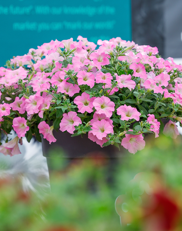Surfinia® Trailing Big Pink | No.1 Original Trailing Petunia
