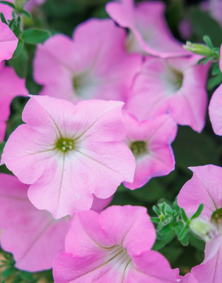 Surfinia® Trailing Big Pink | No.1 Original Trailing Petunia