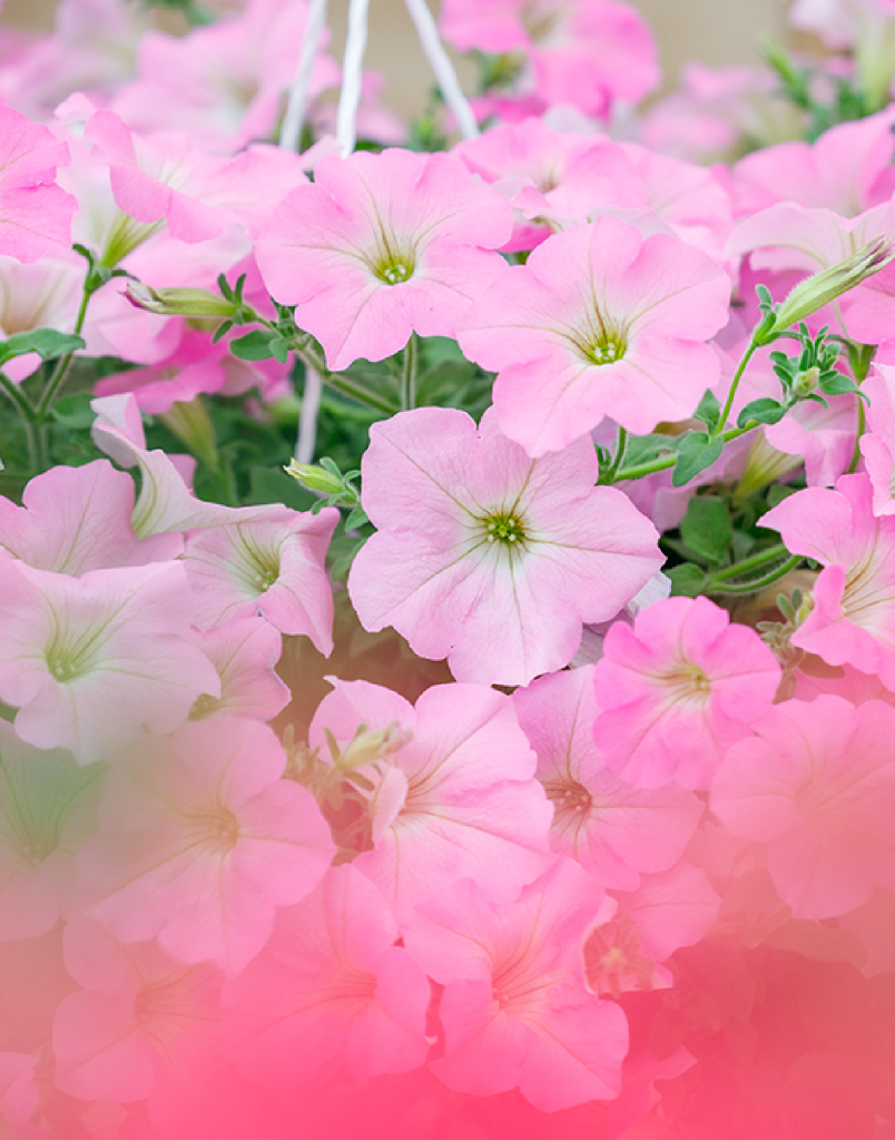 Surfinia® Trailing Big Pink | No.1 Original Trailing Petunia