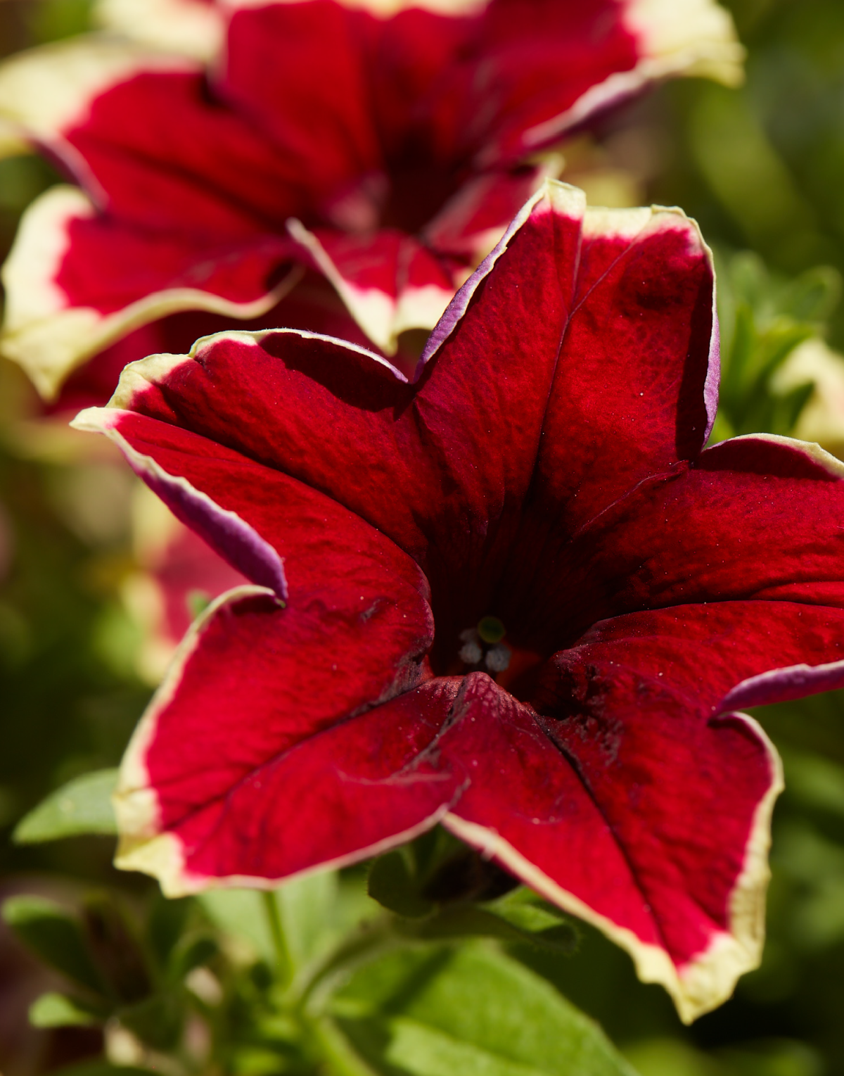 SURFINIA® Burgundy Yellow Picotee | No.1 Original Trailing Petunia