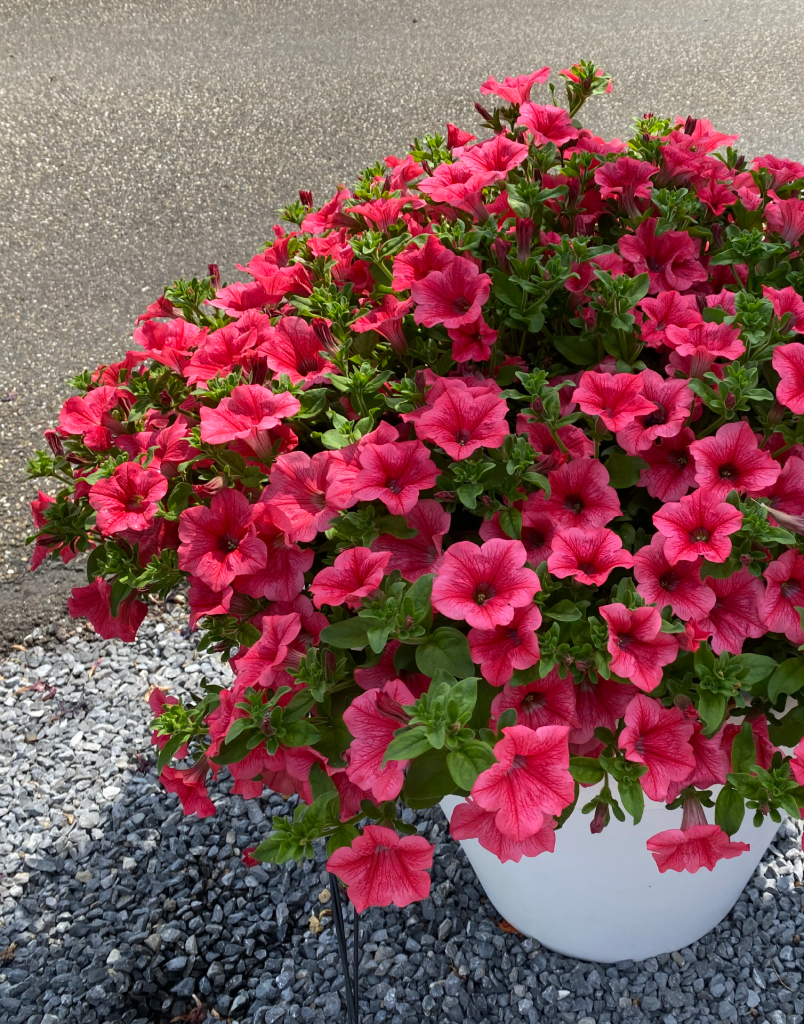 Surfinia® Trailing Hot Pink Cherry | No.1 Original Trailing Petunia