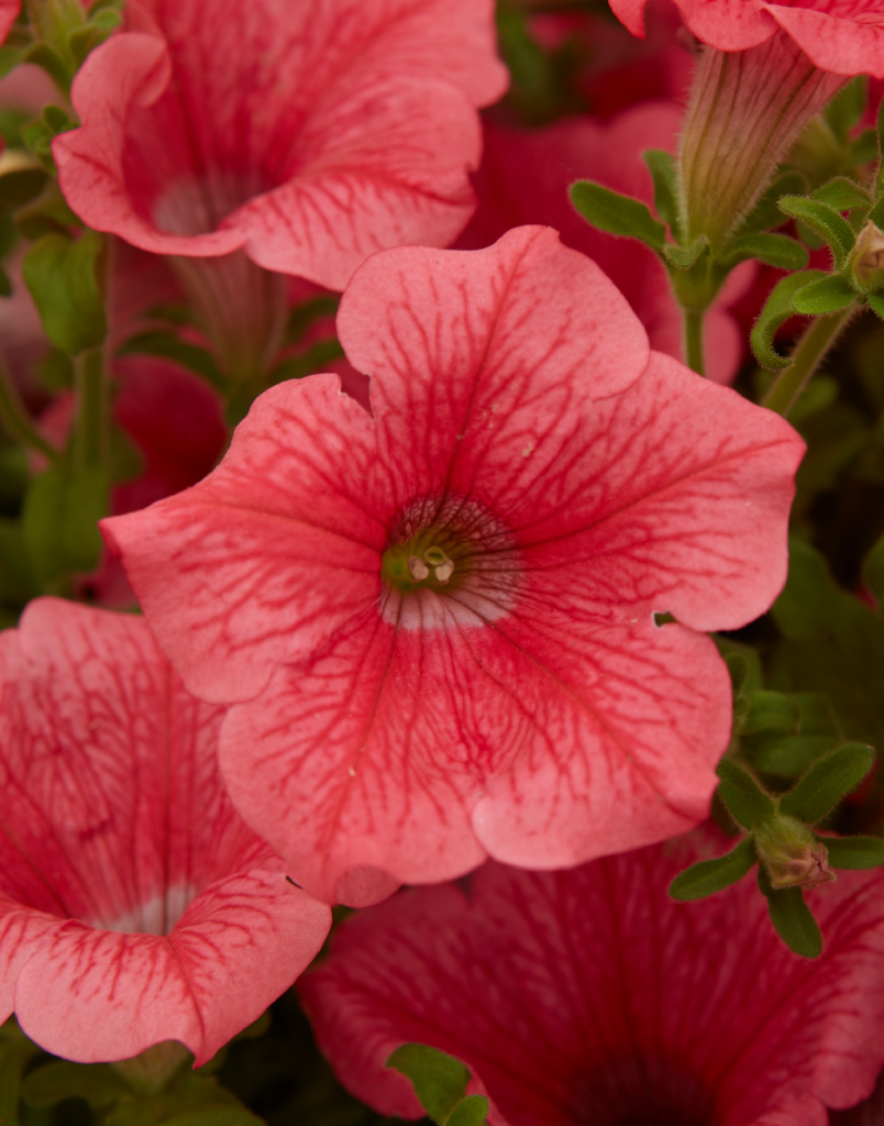 Surfinia® Trailing Hot Pink Cherry | No.1 Original Trailing Petunia