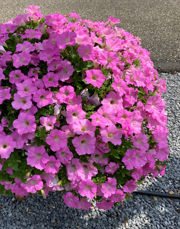 Surfinia® Trailing Big Pink | No.1 Original Trailing Petunia
