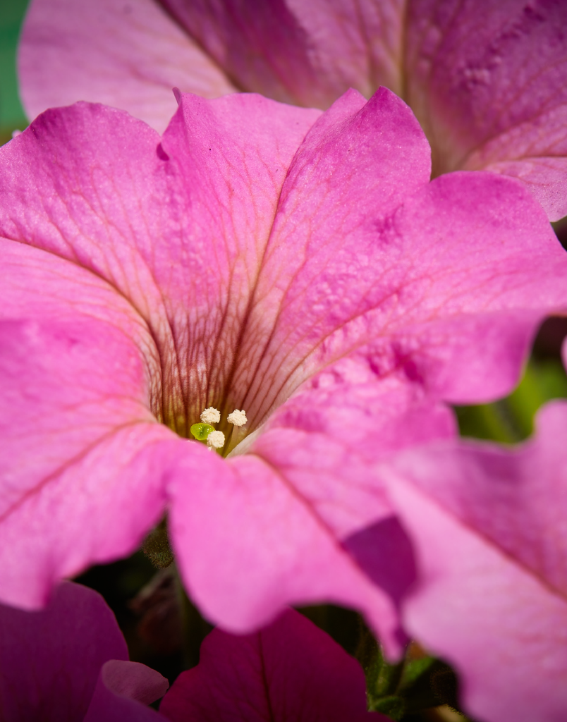 Surfinia® Trailing Big Pink | No.1 Original Trailing Petunia