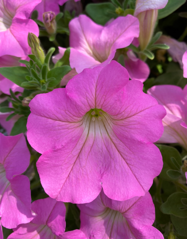 Surfinia® Trailing Big Pink | No.1 Original Trailing Petunia