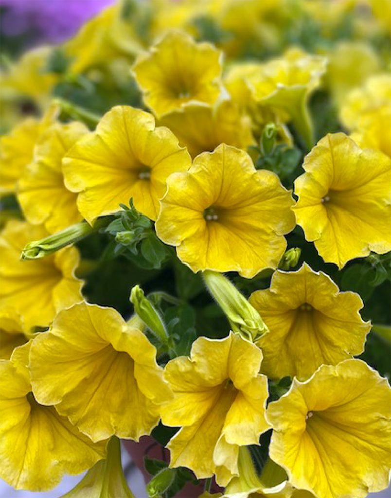 Surfinia® Dark Yellow Morn | No.1 Original Trailing Petunia
