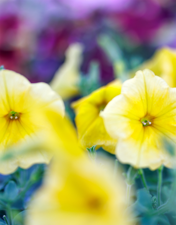 Surfinia® Dark Yellow Morn | No.1 Original Trailing Petunia