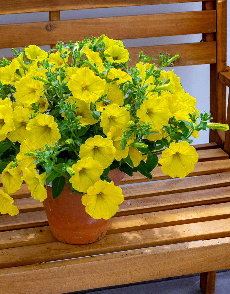 Surfinia® Dark Yellow Morn | No.1 Original Trailing Petunia
