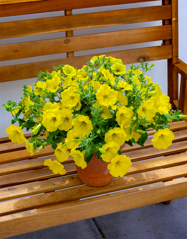 Surfinia® Dark Yellow Morn | No.1 Original Trailing Petunia