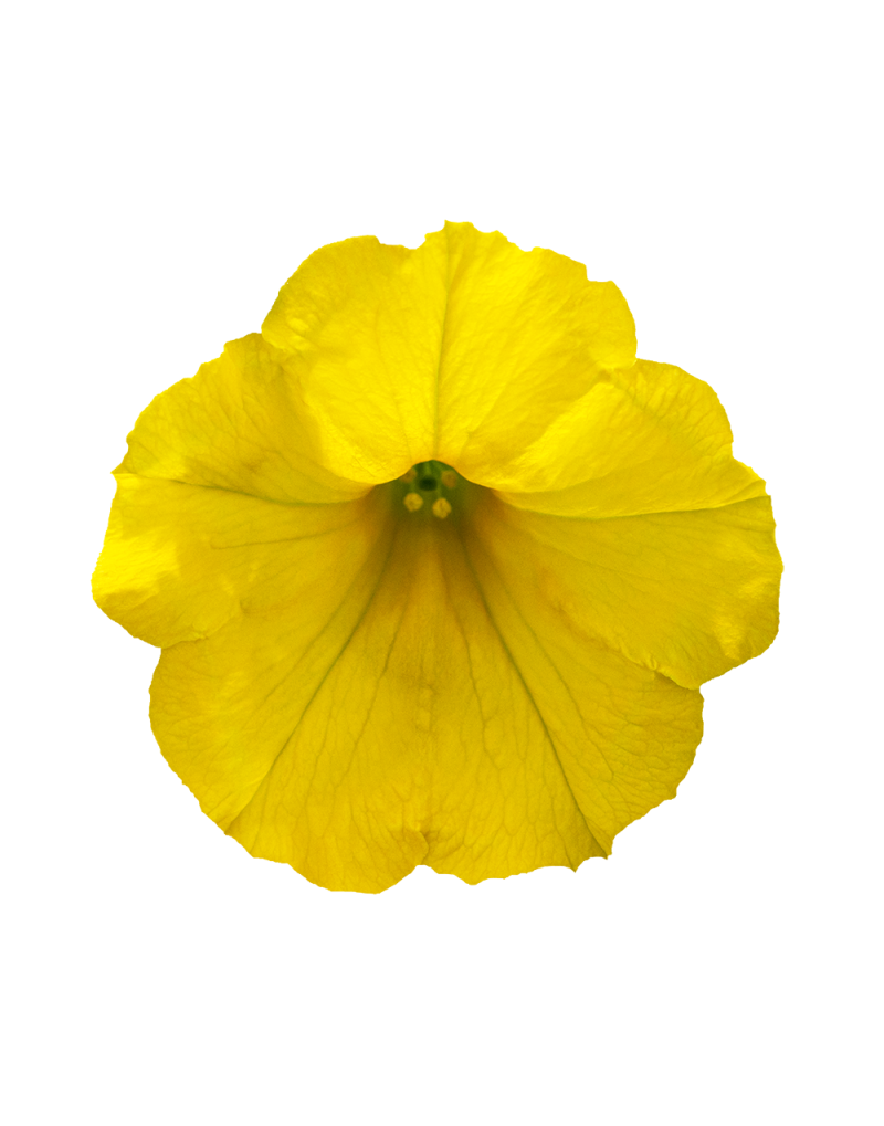 Surfinia® – Simply the best Petunia